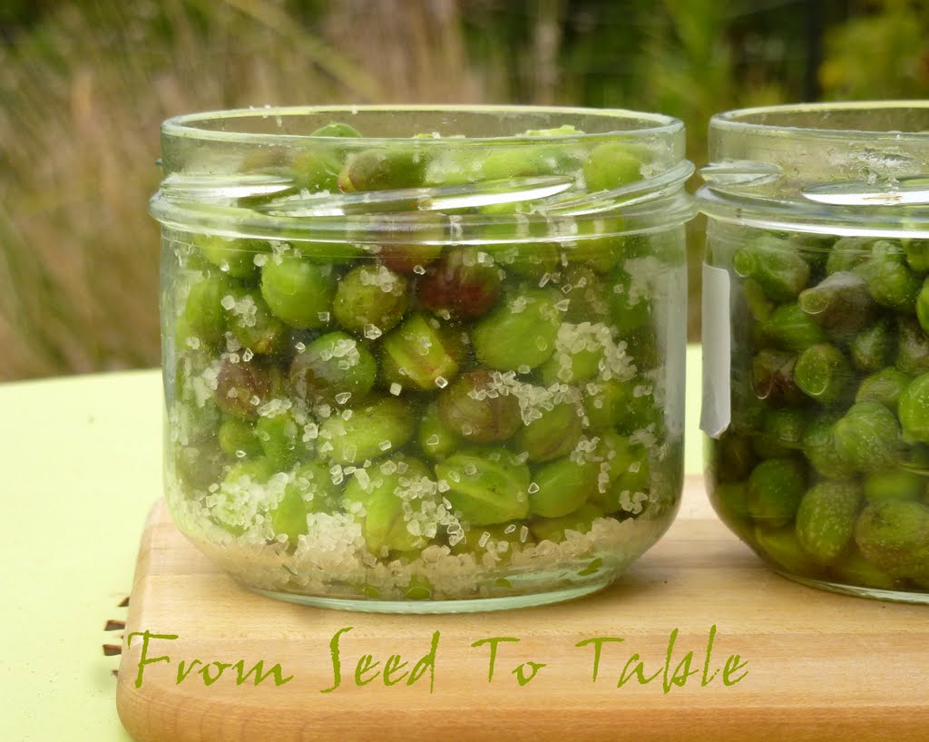 From Seed To Table: The Caper Caper Resumes