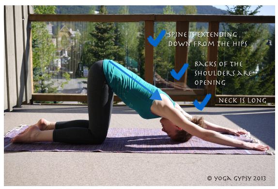 The Itinerant Yogini: Yoga Tip Tuesdays: Downward-facing dog with bent ...
