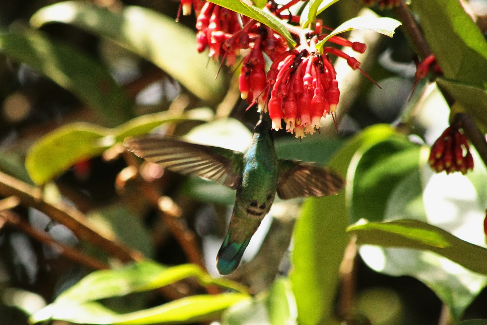 Nuestro bello mundo...: Hummingbirds and other birds from the mountain ...