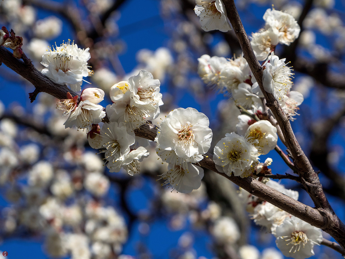 FROM THE GARDEN OF ZEN: Shira-Ume flowers (white ume blossoms ...