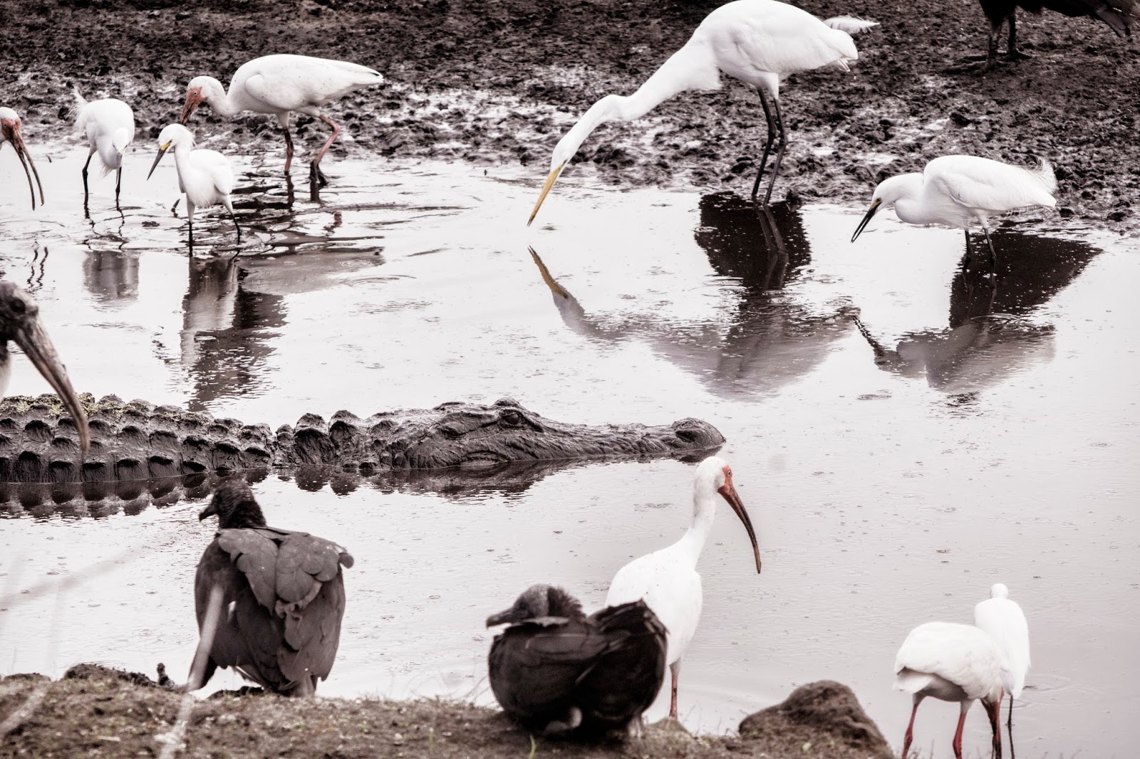 Breanna's Birding Blog: Gator Hole, Circle B Bar - April 23, 2017