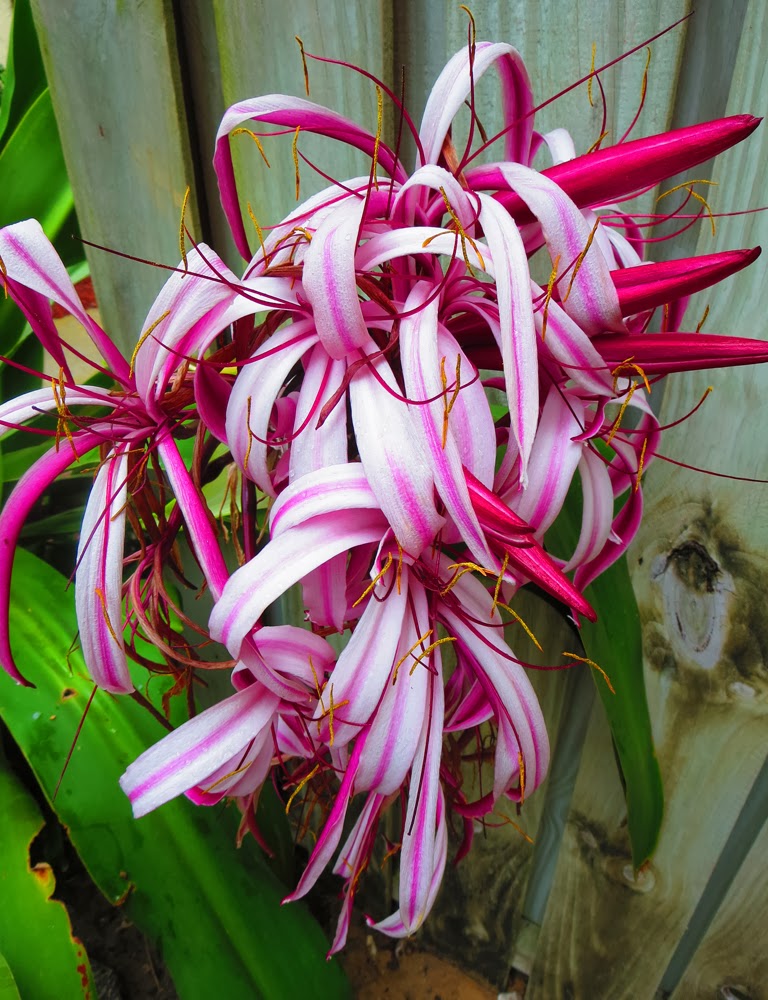 Quilt Patterns by Jean Boyd