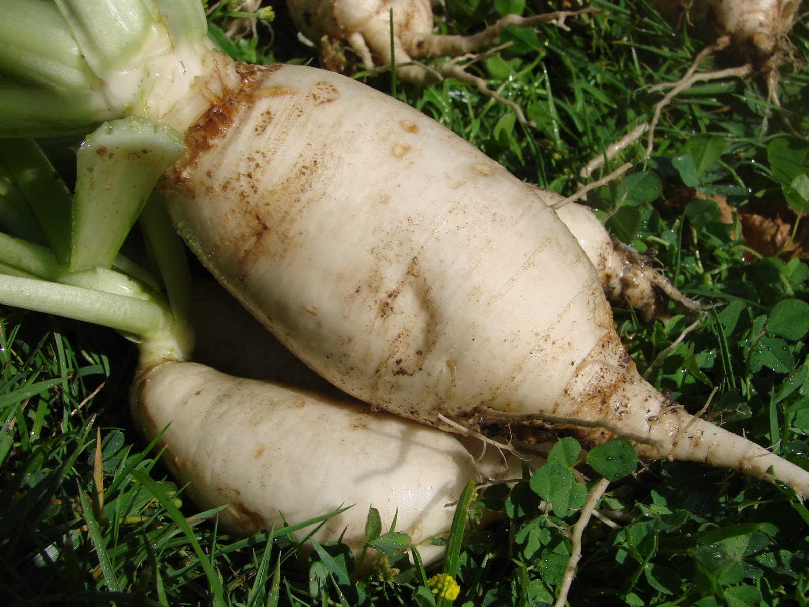 Au jardin d'Aurore: Le navet