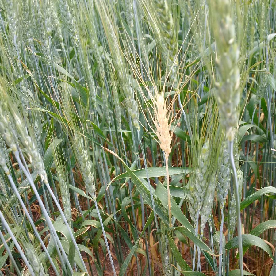 Prairie Pest Monitoring Network Blog: BONUS Insect of the Week (July 27 ...