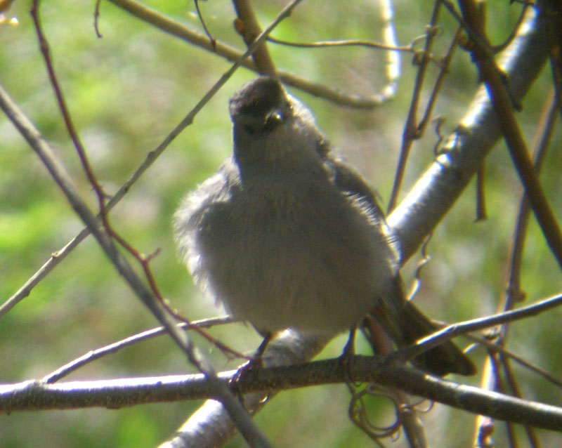 Woods Walks and Wildlife: A catbird on guard, and more flowers and bugs