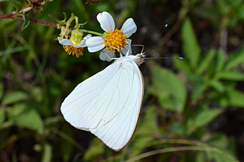 Space Coast Wildflowers: Merritt Island NWR, August 12, 2012