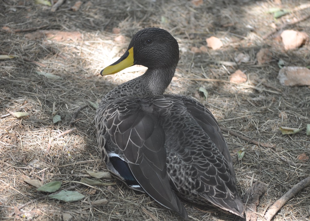 ZOOTOGRAFIANDO (6.100 ANIMALS): PATO DE PICO AMARILLO / YELLOW-BILLED ...