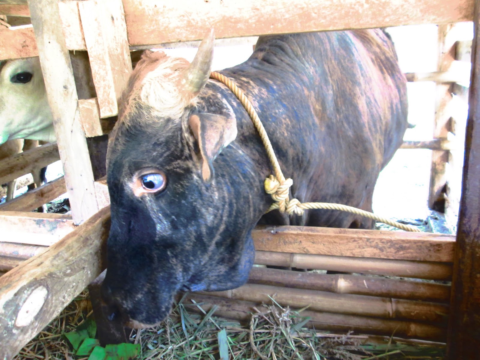 Pusat Jual Sapi & Domba Qurban MURAH di Bandung | PusatSapi.com