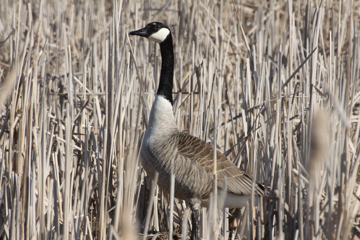 Michigan Exposures: Fish Point