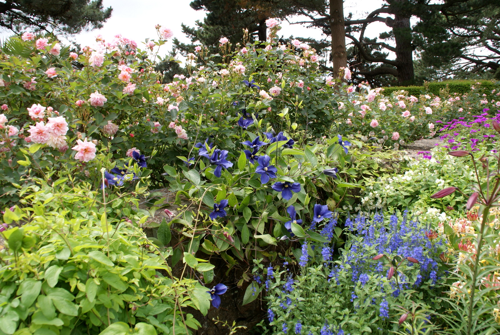 Organic Garden Dreams: Kiftsgate Court Gardens, England I