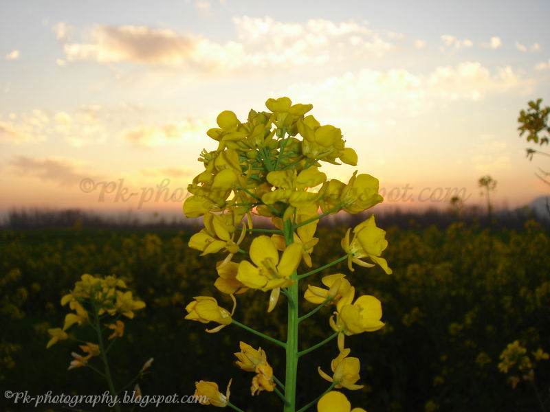 Canola Flowers | Nature, Cultural, and Travel Photography Blog