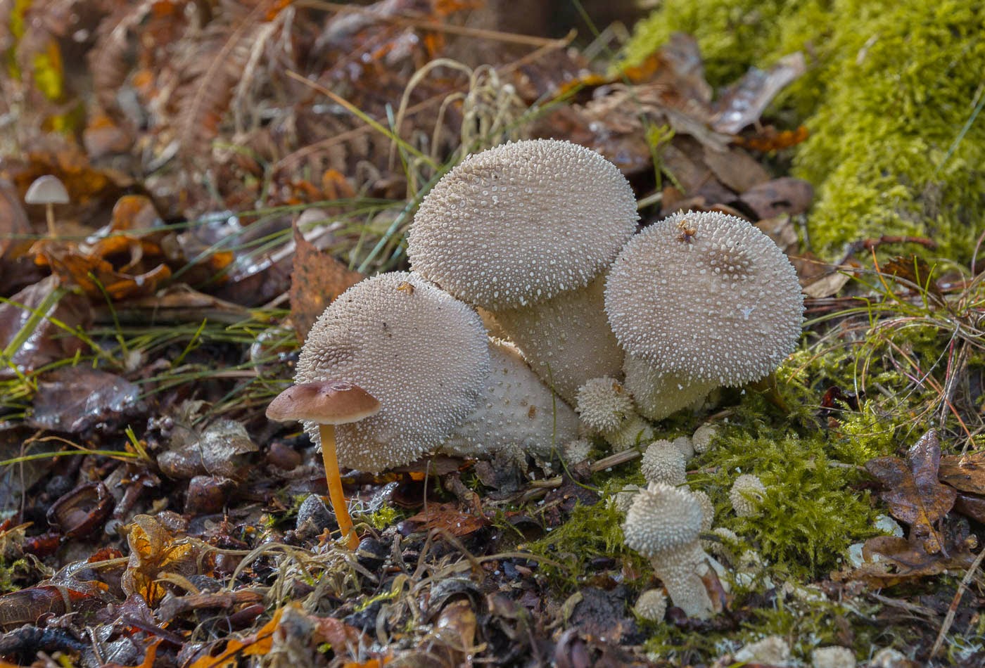 Moore Photography: Thetford forest Fungus Foray - Brandon - National ...