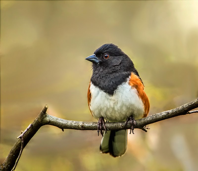 NatureShots by Terri & David Norris: Cedar Bog Birds