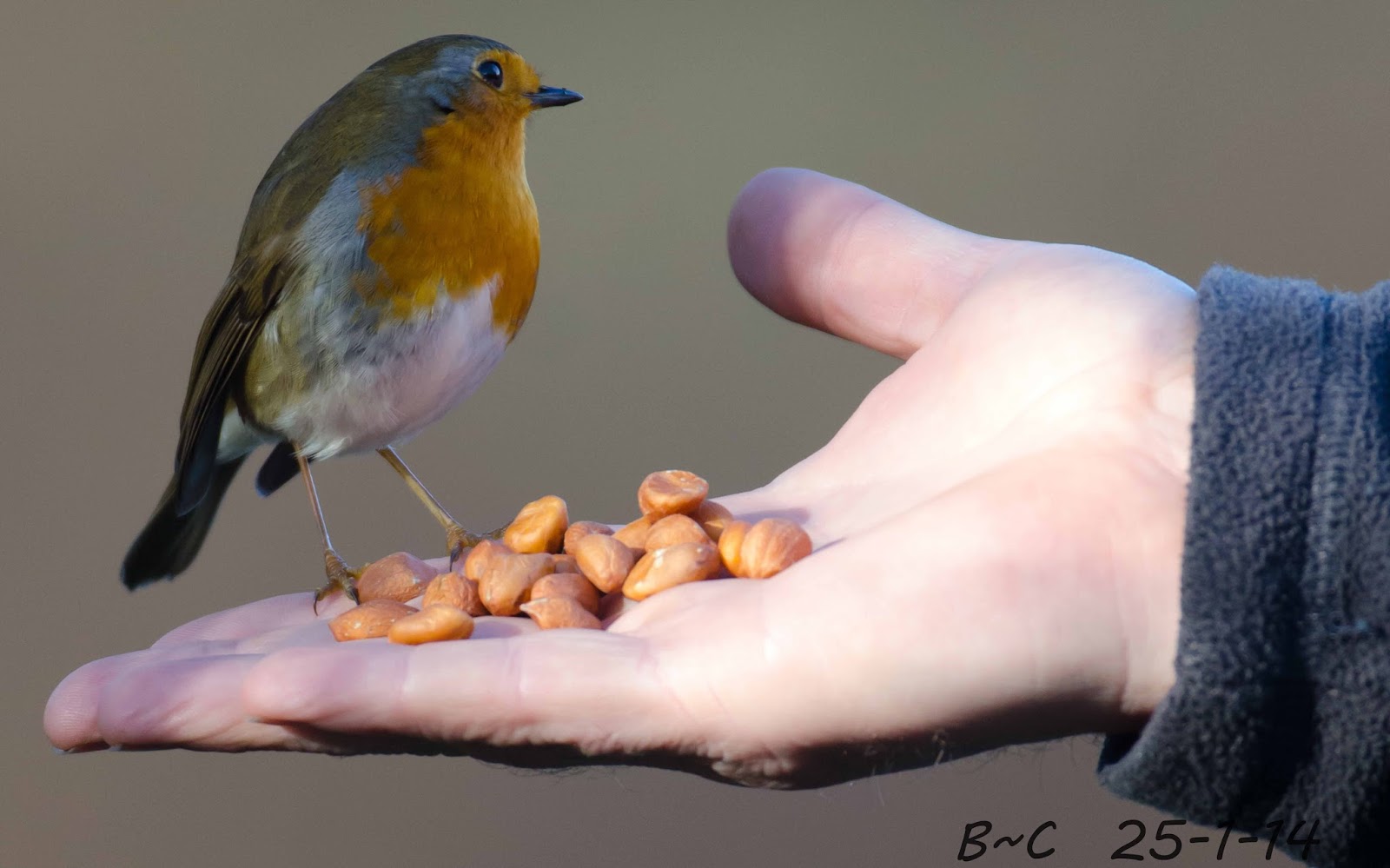 BirdWatch Ireland's Conservation Team blog: The Beast from the East ...