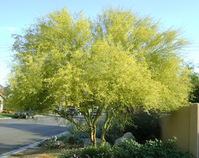 Barefoot Swan: Desert Willow & Palo Verde