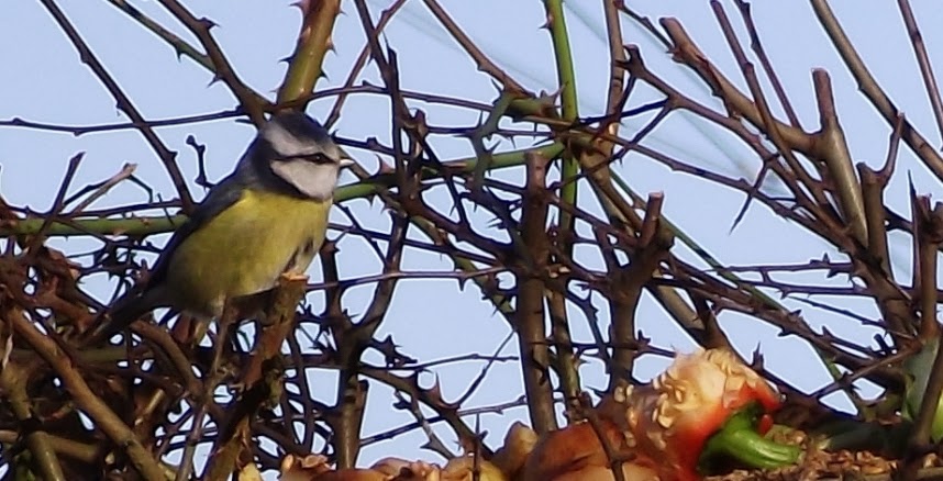 Becoming Listless: Macclesfield Canal. Poynton to Whiteley Green.