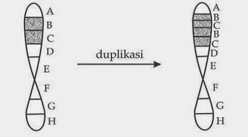 douzes science deux: Indikator 35: Peristiwa Mutasi