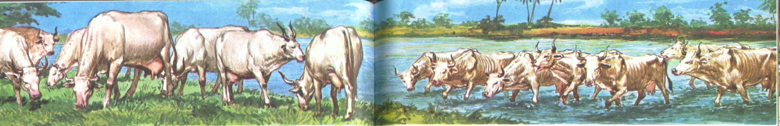 A Layman Looks at the Word: Joseph, the Son that Saved Israel and the ...