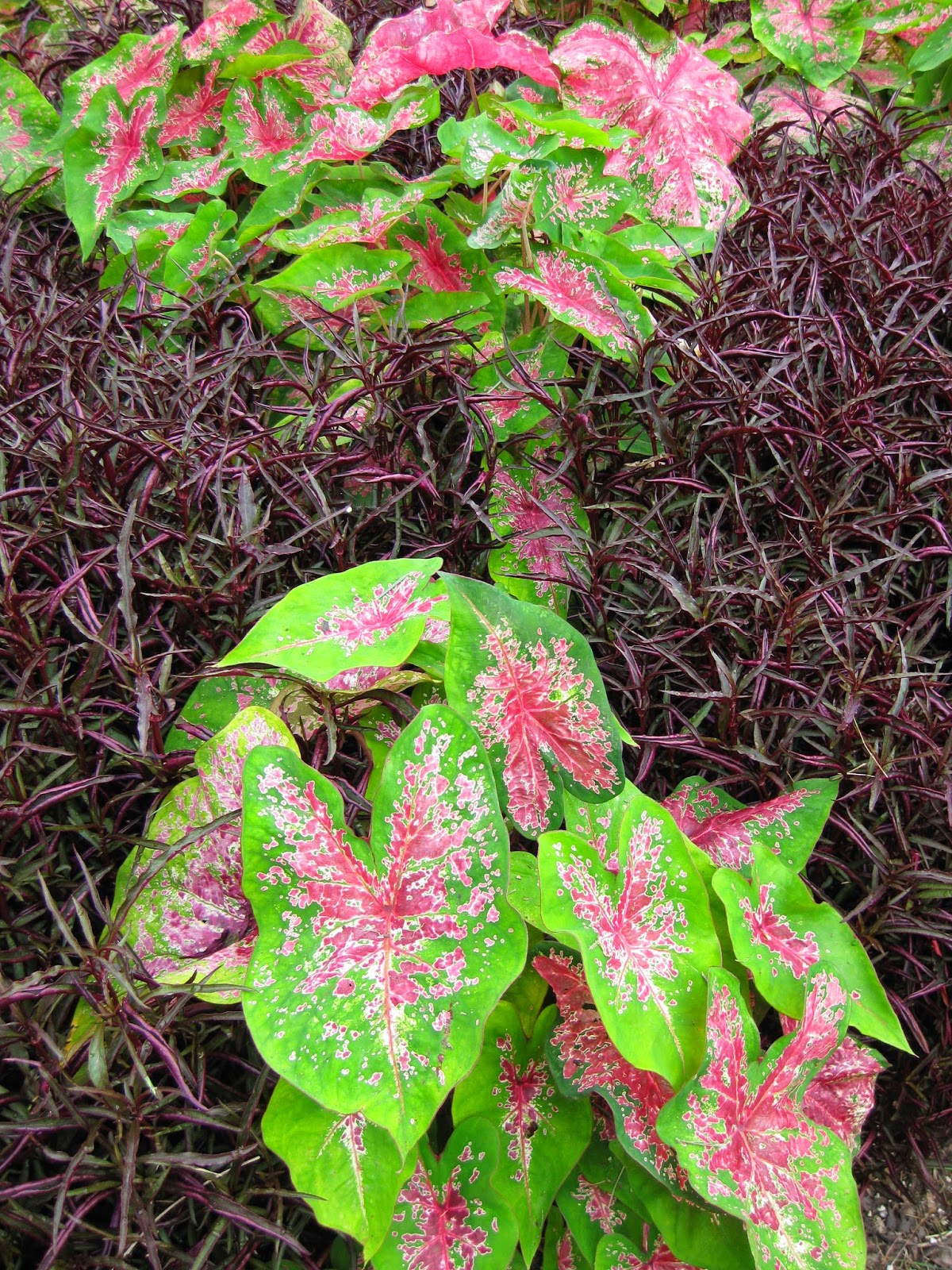 Rotary Botanical Gardens - Hort Blog: Awesome Alternantheras