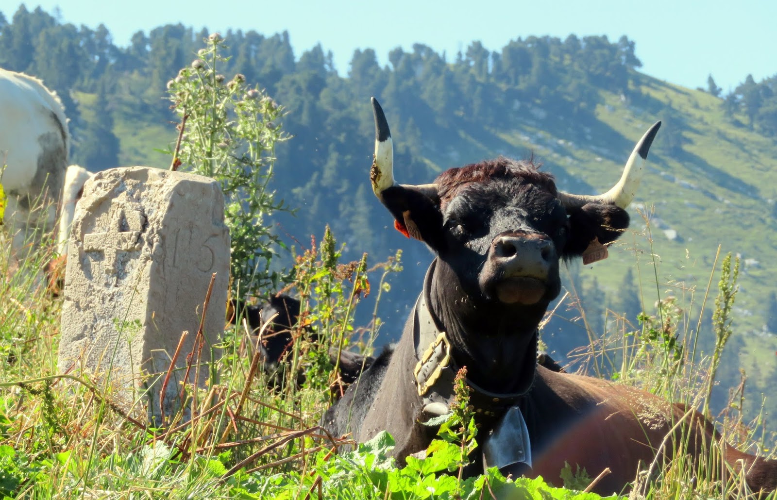 trekking de bernard: Les crêtes du Grand Manti