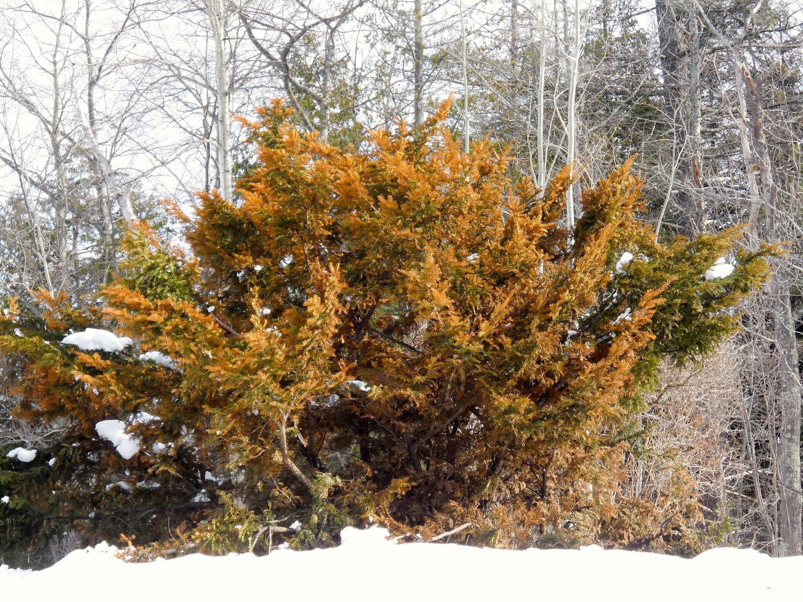 Art's Bayfield Almanac: NEEDLE BURN AND SALT DAMAGE ON CONIFERS