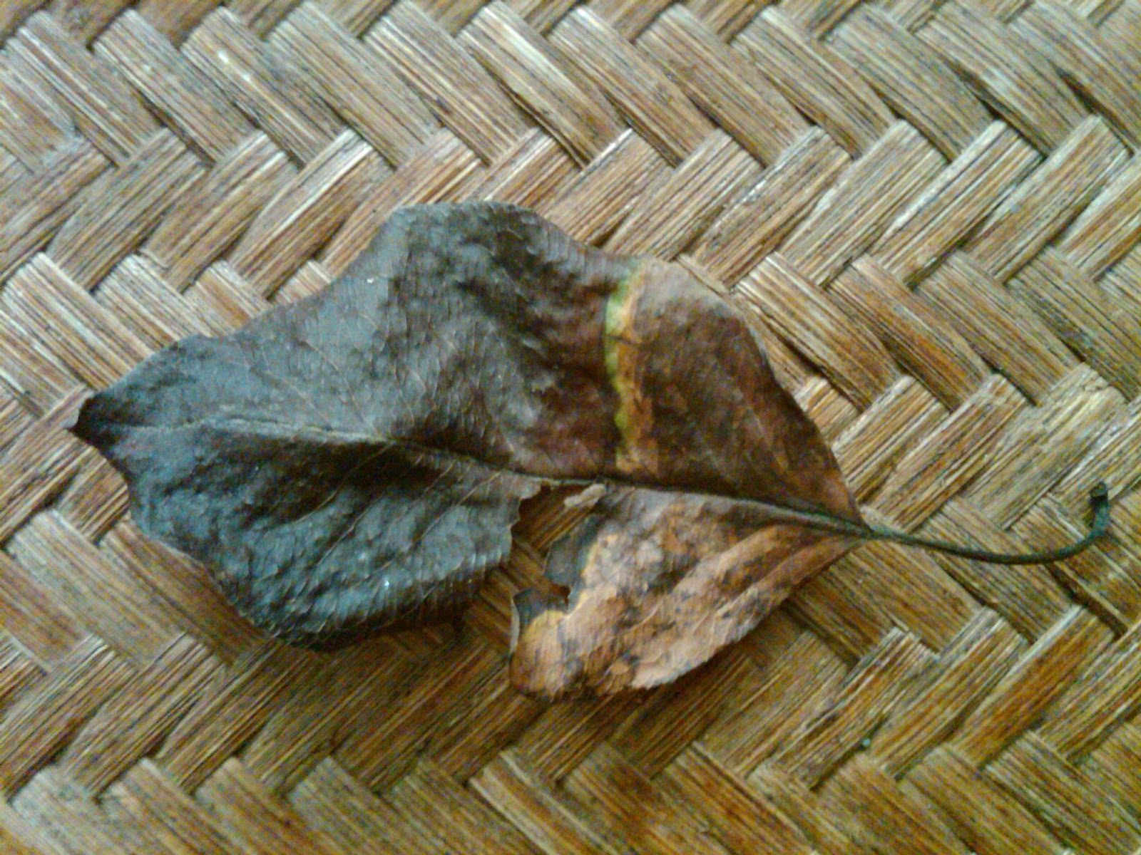 March 2013 | Daisy to Sunflower