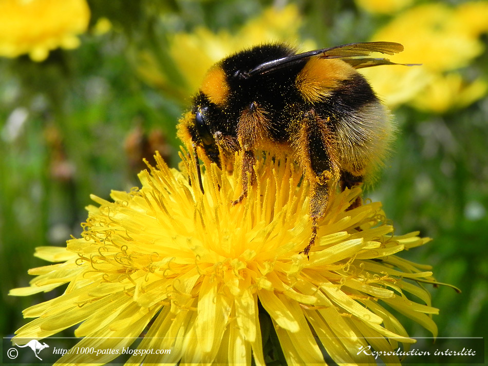 WILDLIFE GATEWAY: Histoires de bourdons!