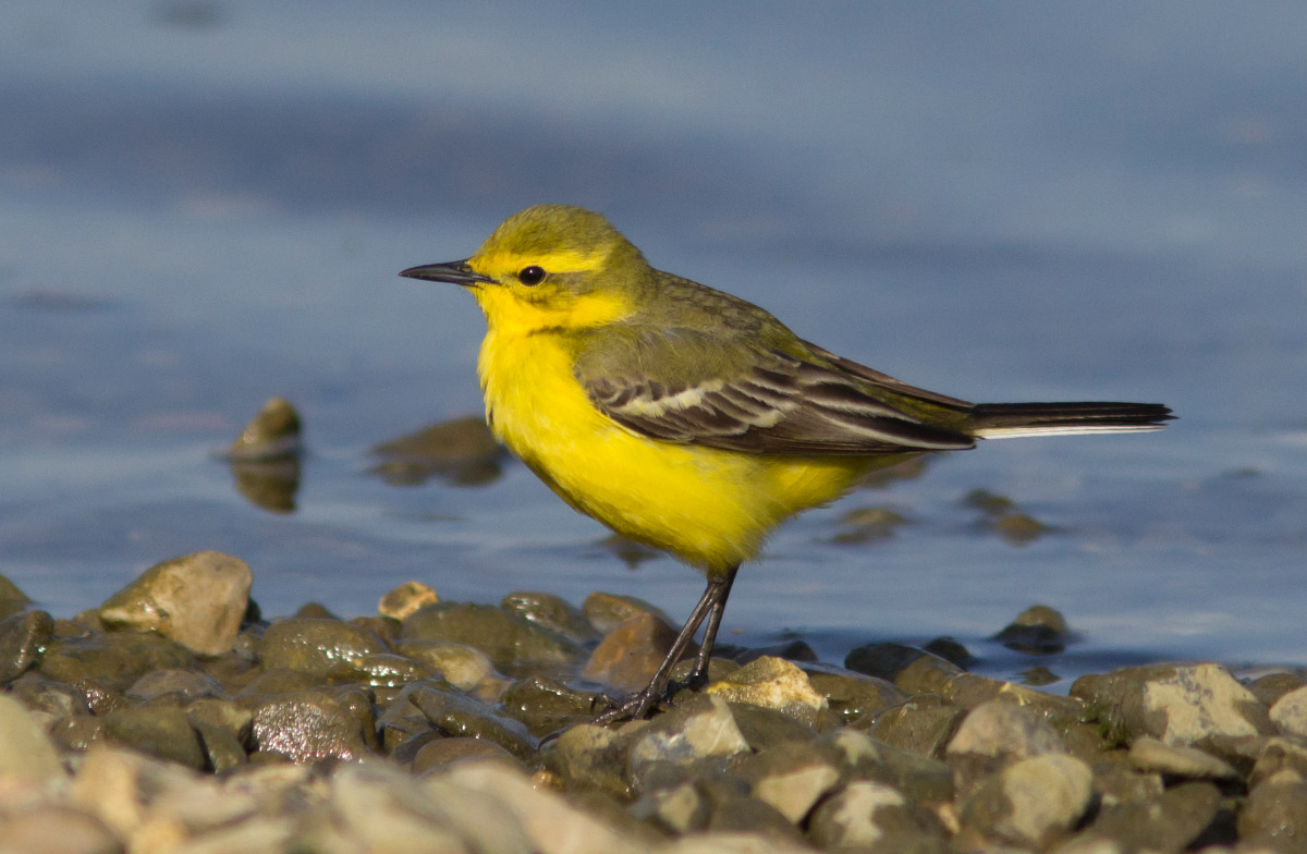 Weedon's World of Nature: Yellow Wagtail at Ferry Meadows CP