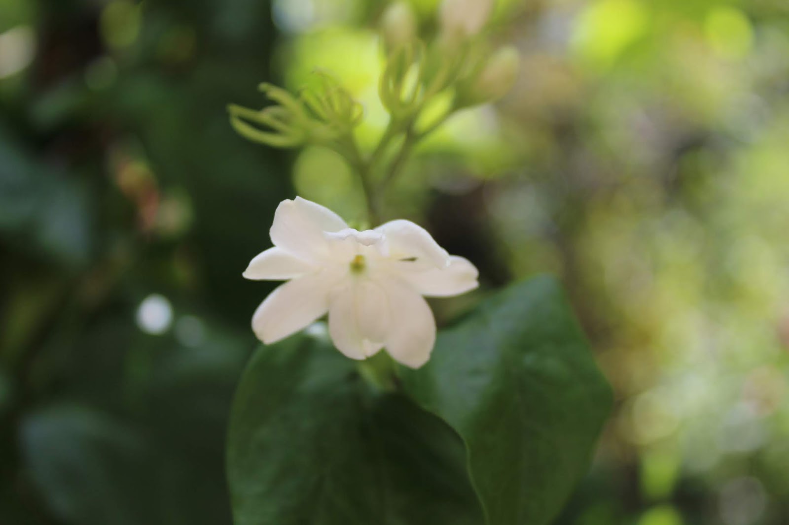 Bunga Jasmine 01