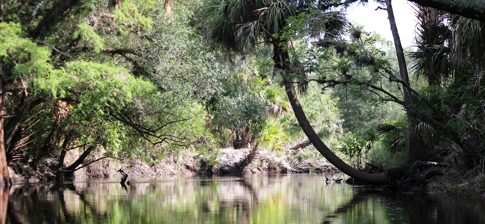 Views From Our Kayak: Econlockhatchee River