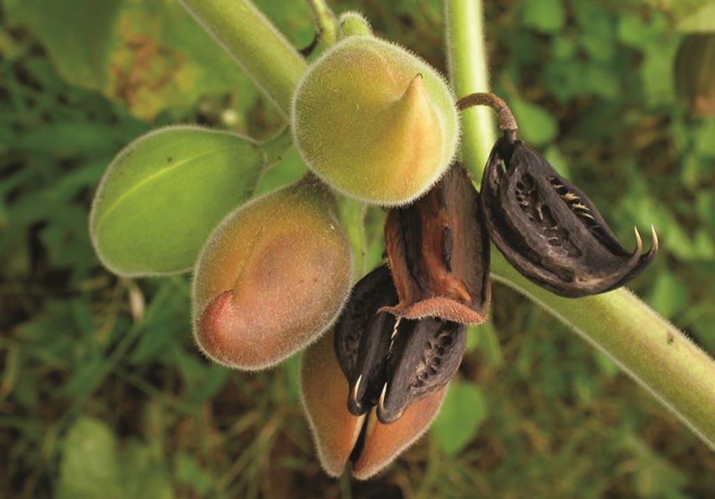 නාගදරණ [Nagadarana] (Martynia annua) ~ අපේ ඔසුපැළ Medicinal Plants of ...