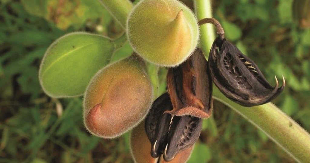 නාගදරණ [Nagadarana] (Martynia annua) ~ අපේ ඔසුපැළ Medicinal Plants of ...