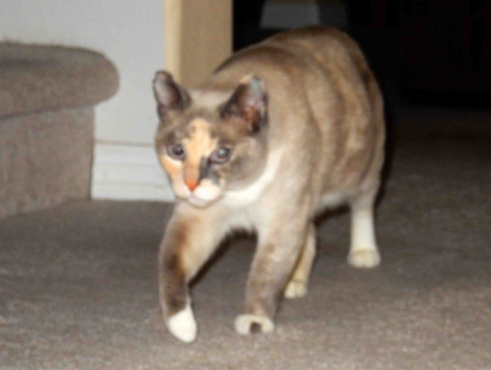 Cat Patches: Taking Stock