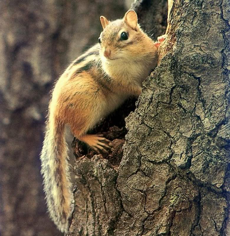 Tupai Yang Suka Marah