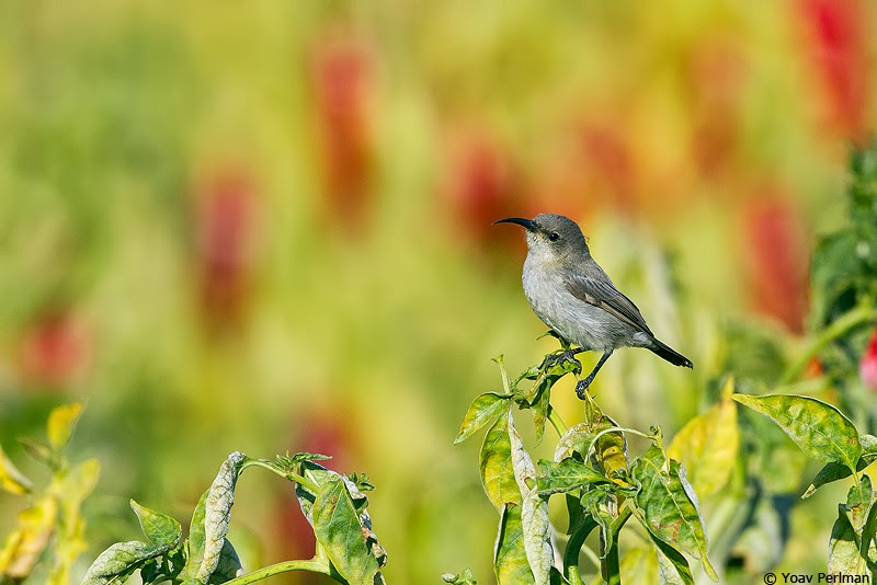 Yoav Perlman - birding, science, conservation, photography: Red Hot ...