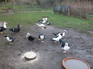 Bure Valley Farm