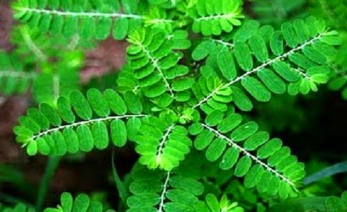 Meniran (Phyllanthus niruri L.) ~ Learntera