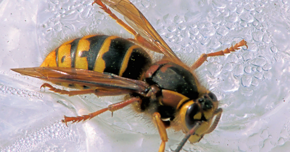 Tataiya ke Katne ka Deshi Upchar | ततैया के काटने का देशी उपचार ...