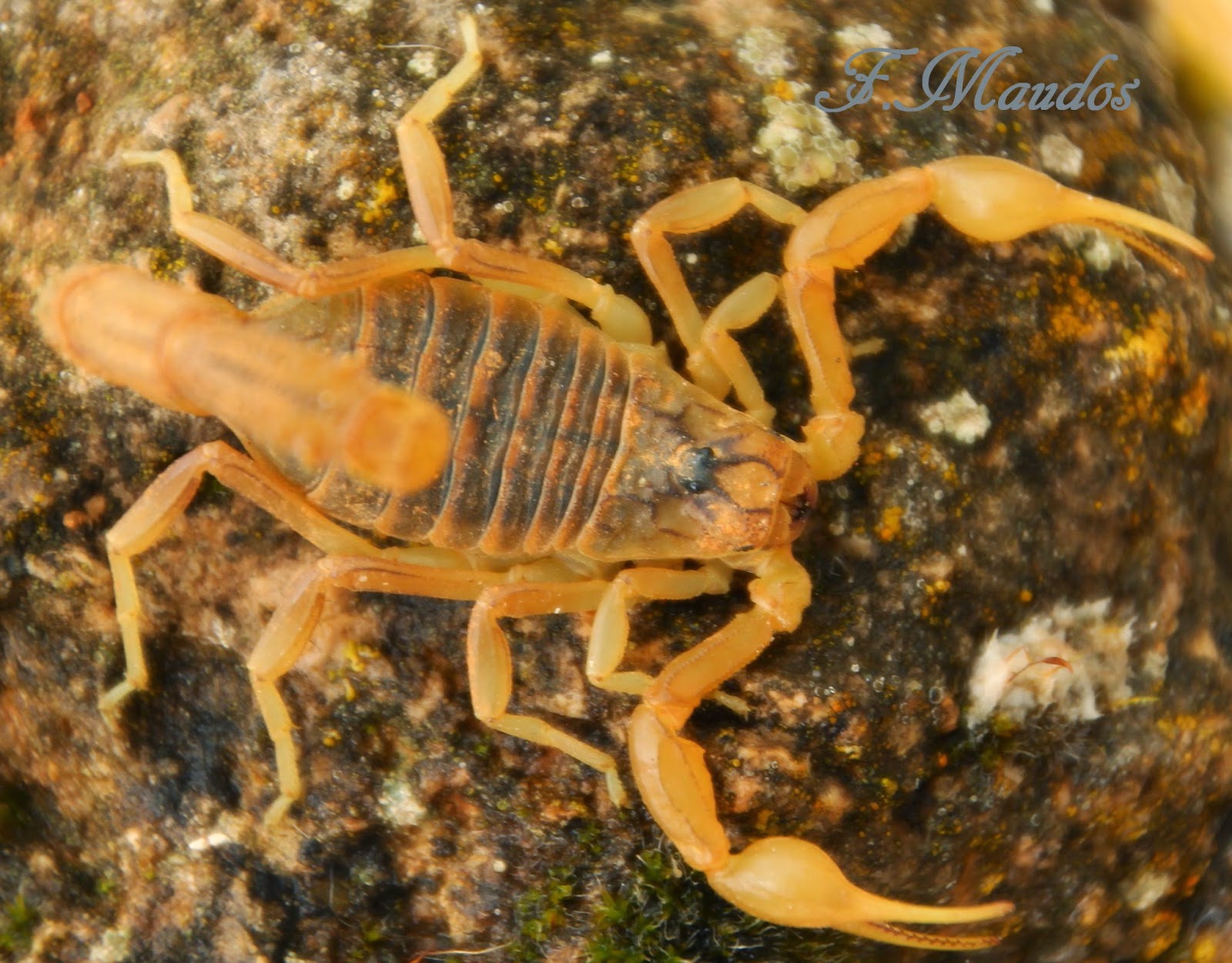 Foto Perales: ALACRÁN