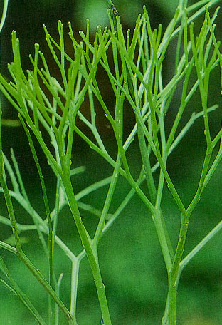 Embryophytas: Psilophyta