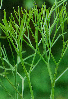 Embryophytas: Psilophyta