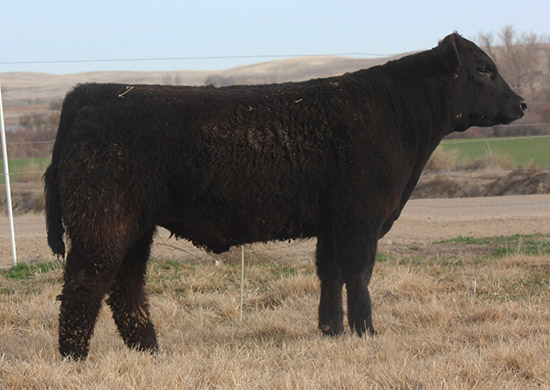 DIAMOND G CATTLE CO.: MOP Bull - For Sale