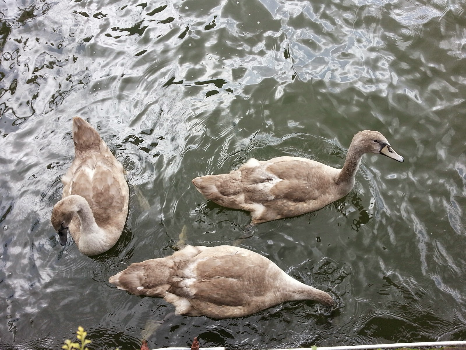 All About Travel ©: Amsterdam Royal Zoo and other photos.