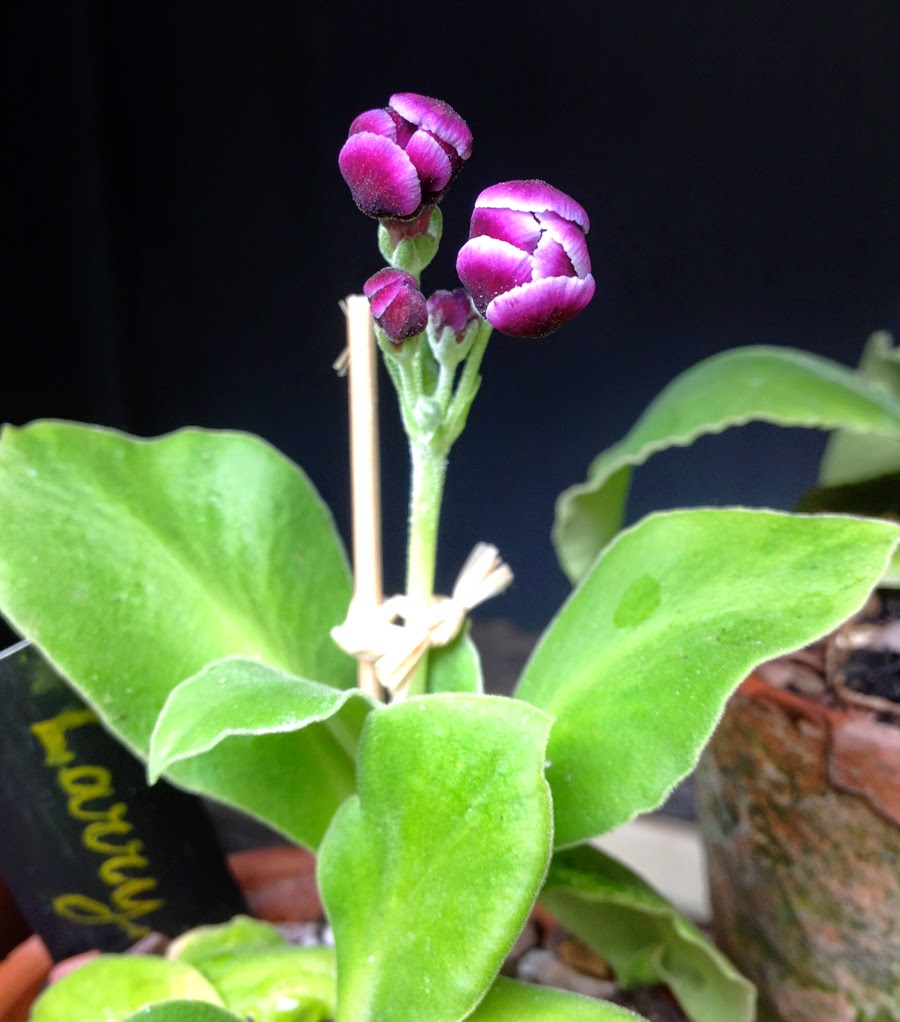 purple podded peas: 100 Flower : #031 Auriculas