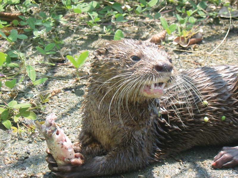 LOS ANIMALES EN VÍA DE EXTINCION: LA NUTRIA NEOTROPICAL