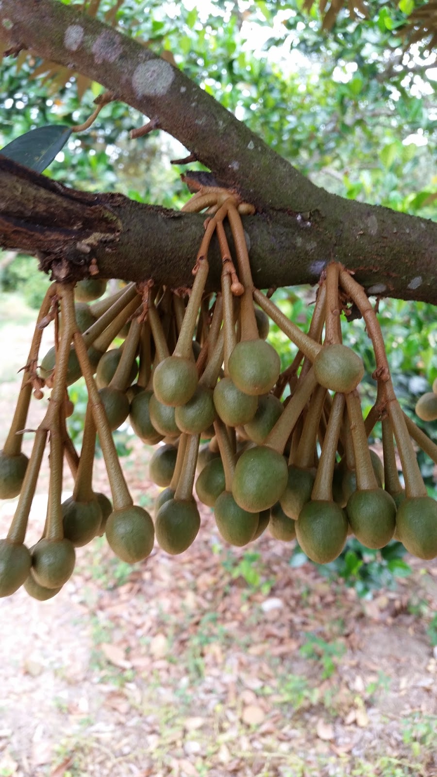 Warisan Petani: Tanaman Durian.