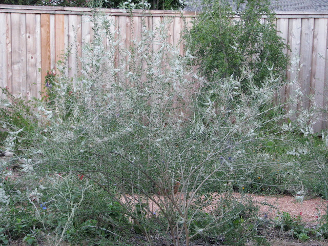 Plano Prairie Garden: Prairie Plant Profile #6 - Beebrush