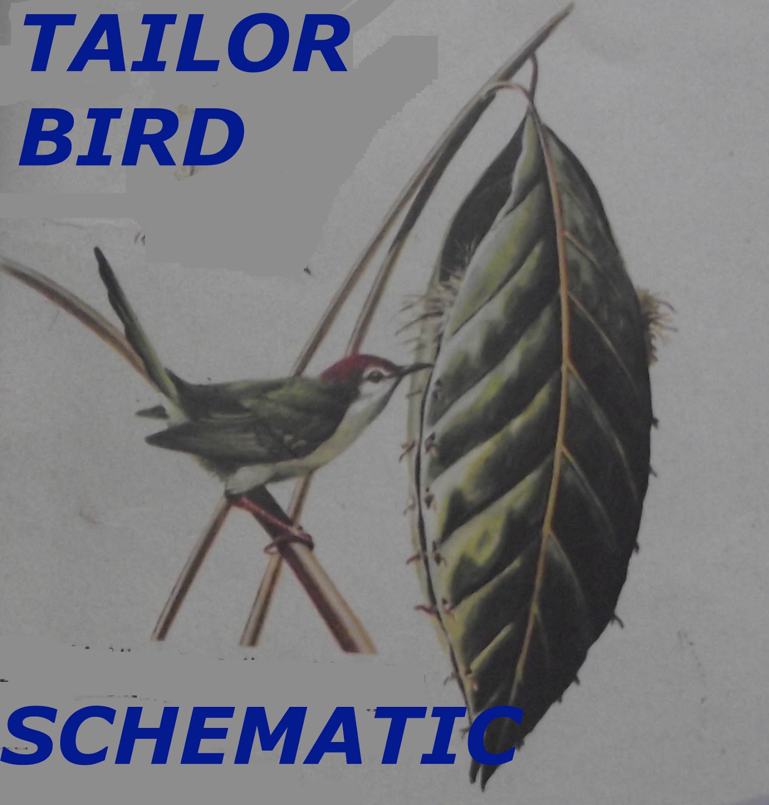 Ramvaidyblog: BIRDS – NESTING STYLES - NIDICOLOUS and NIDIFUGOUS BIRDS