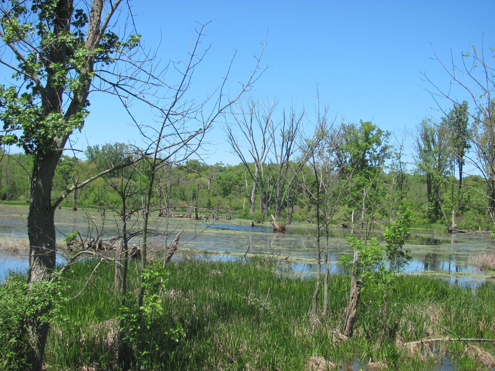 Terri of the Trails: The Great Marsh of the Indiana Dunes: The Backstory