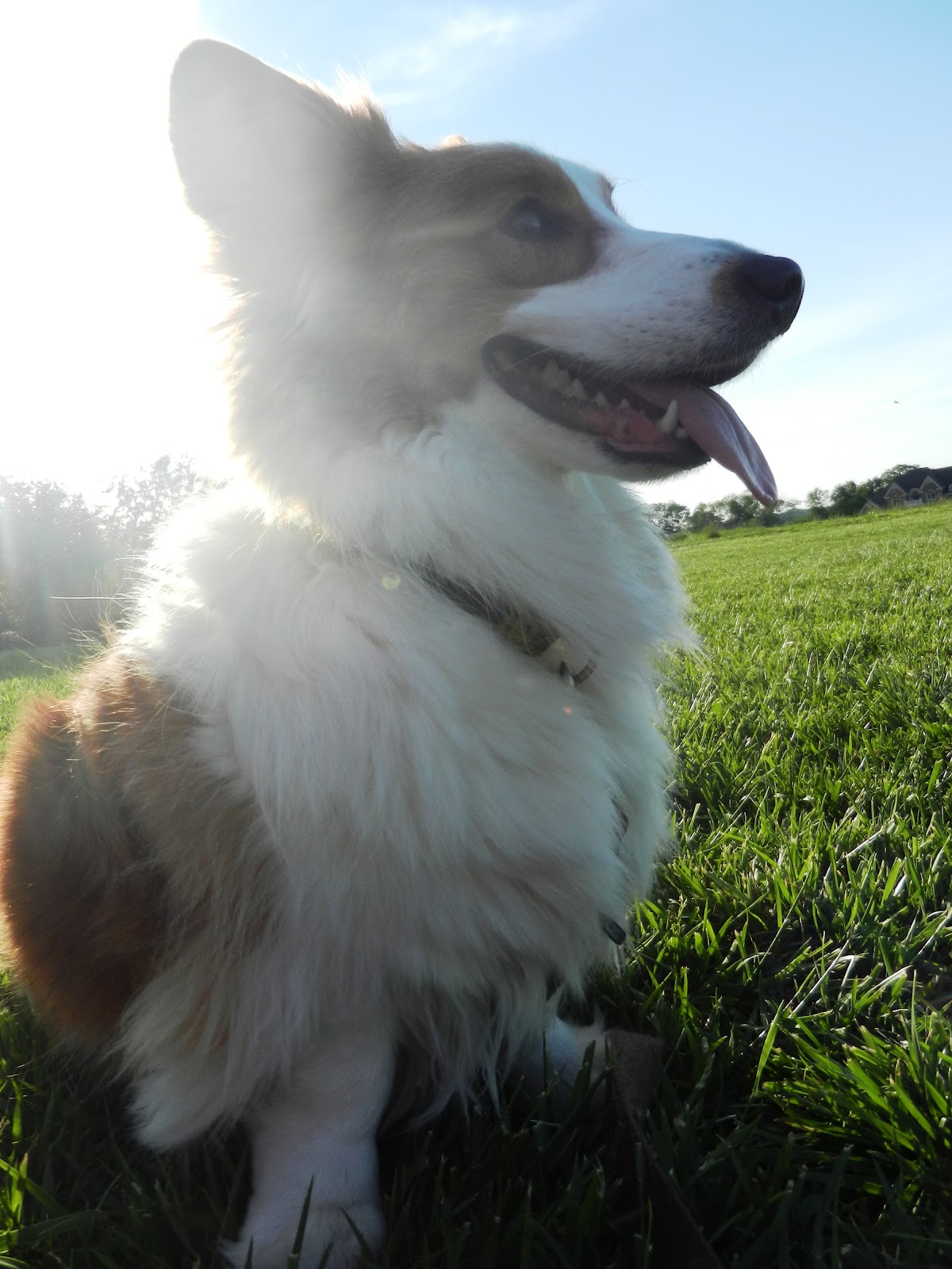 The Chronicles of Cardigan: This Just In: Drown'd Dog Sees His Shadow ...